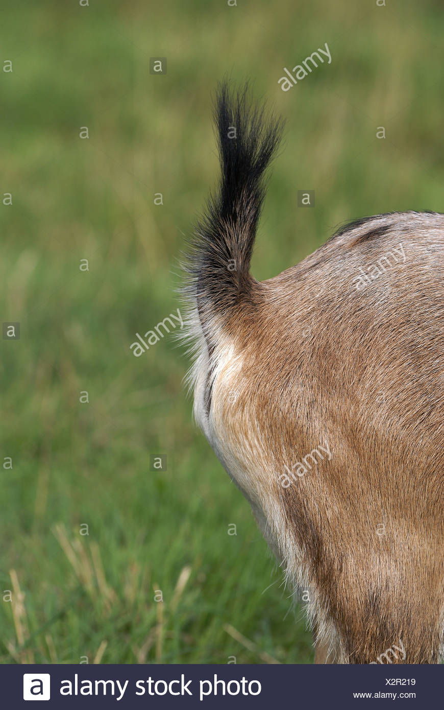 Tail Backs Stock Photos & Tail Backs Stock Images - Alamy