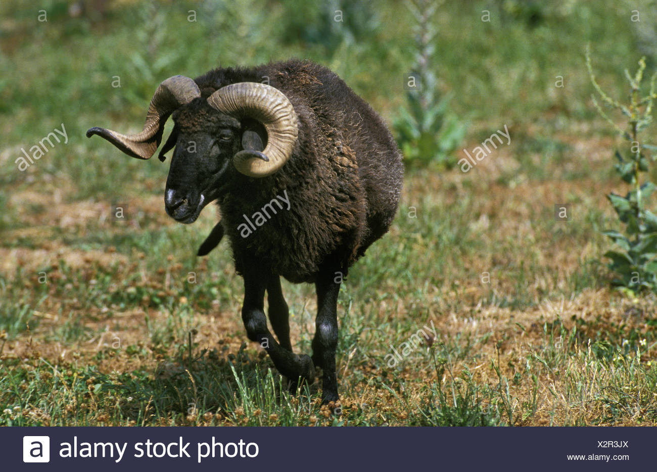 Karakul Sheep Stock Photos & Karakul Sheep Stock Images - Alamy