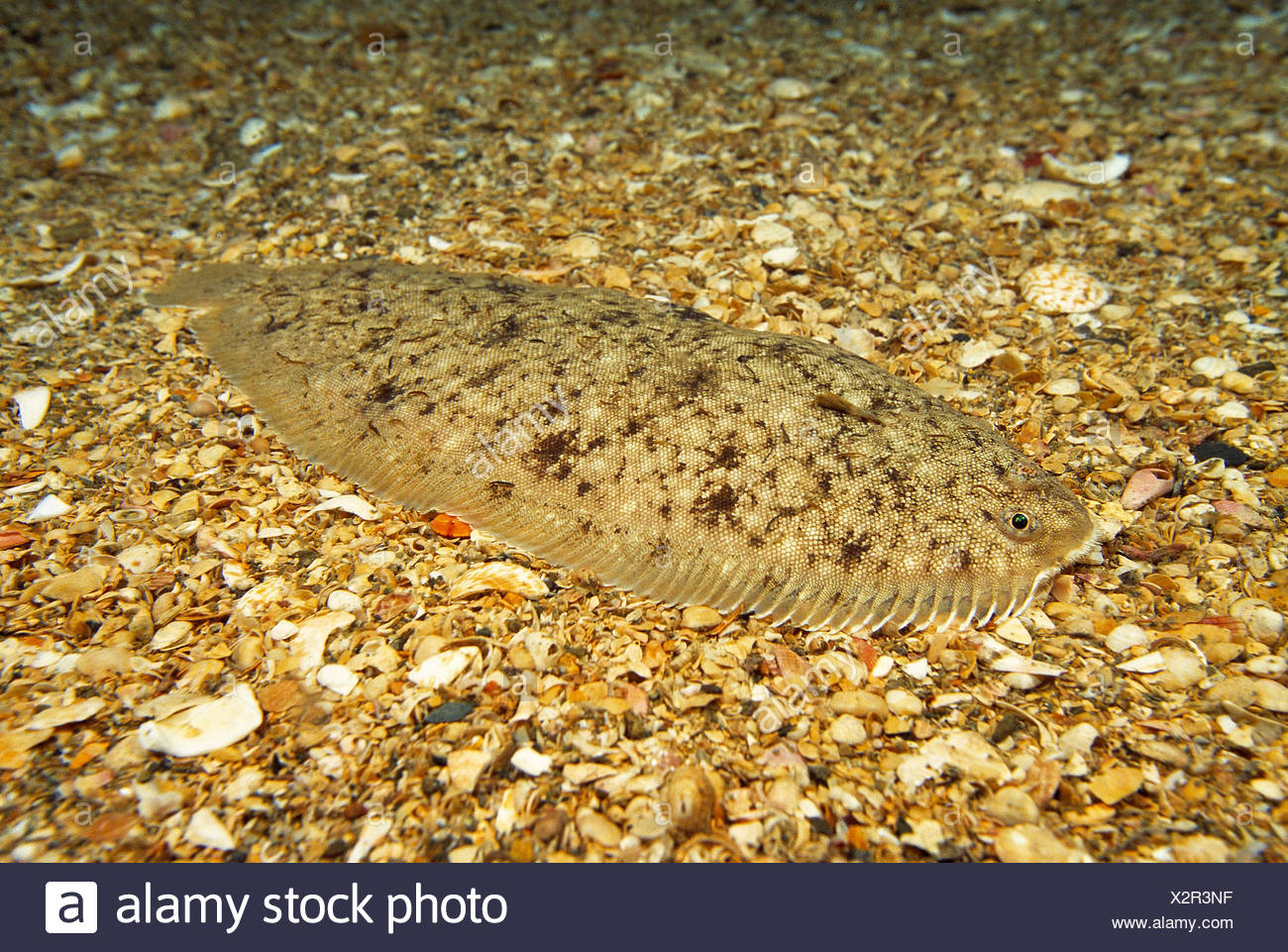 Ocean Floor Bed High Resolution Stock Photography and Images - Alamy