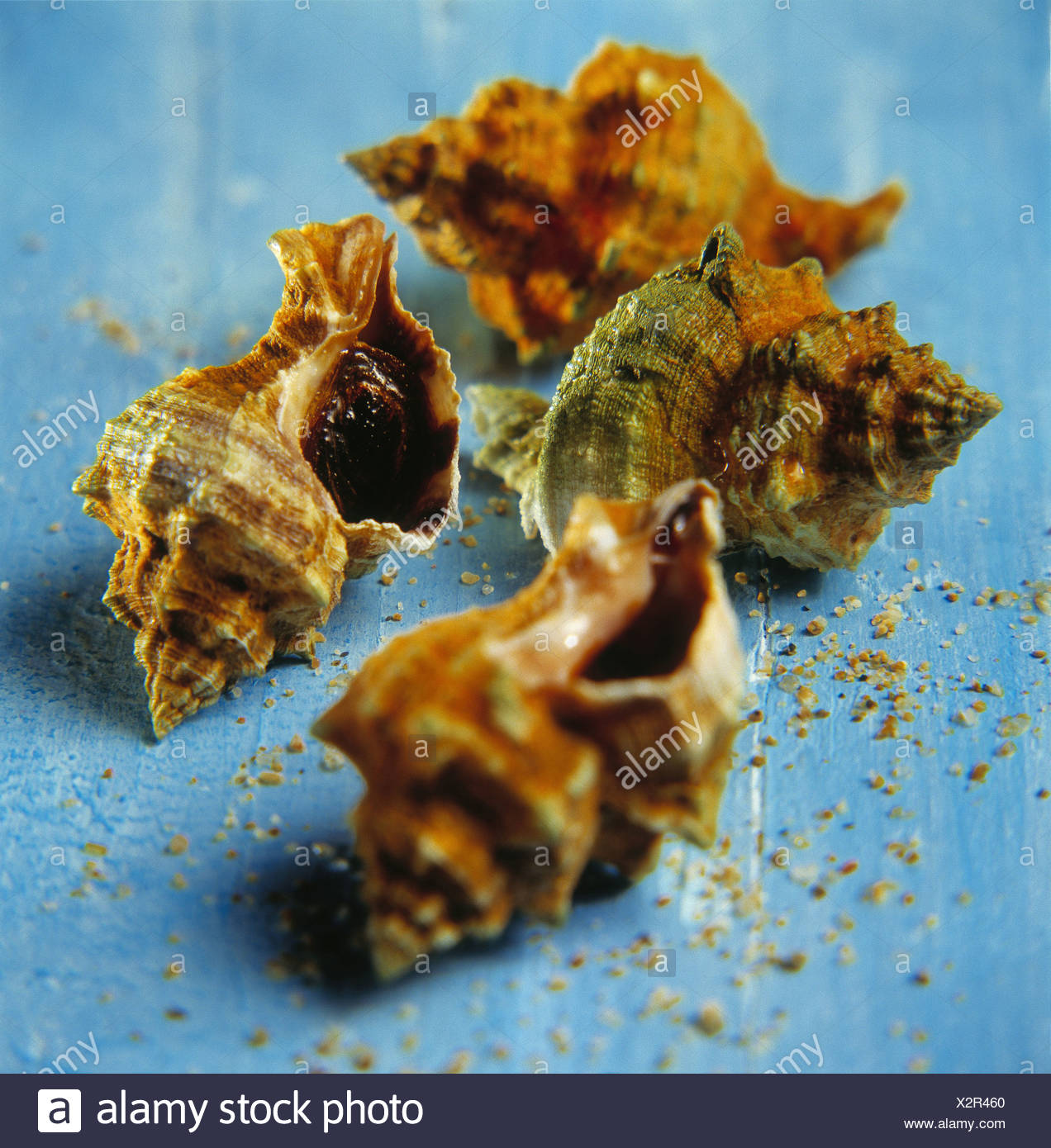 Winkles High Resolution Stock Photography and Images - Alamy