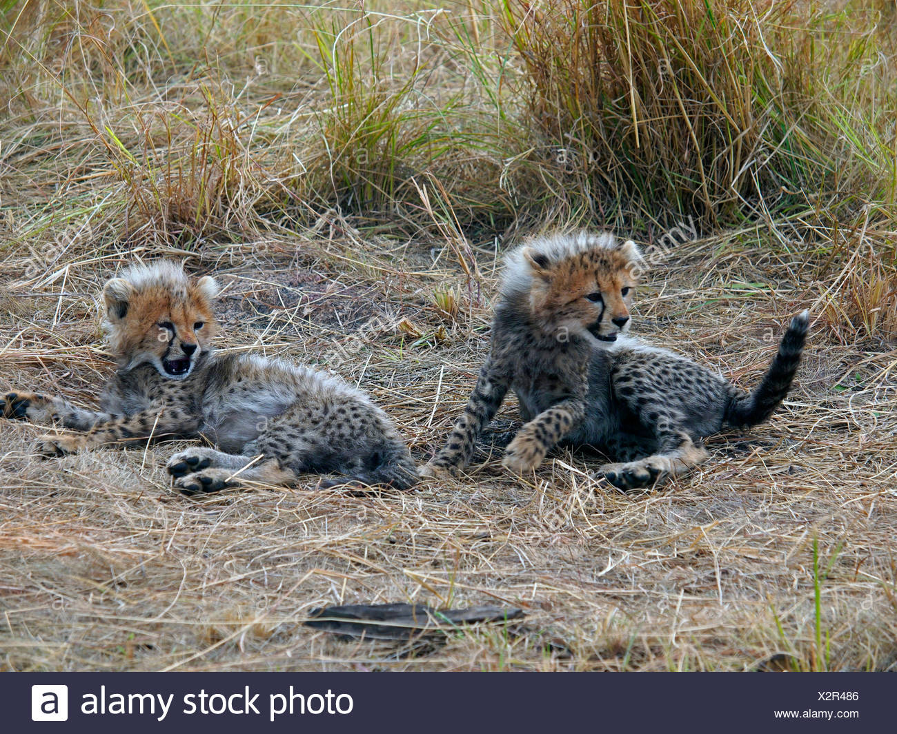 Fluffy Cheetah Cub High Resolution Stock Photography and Images - Alamy