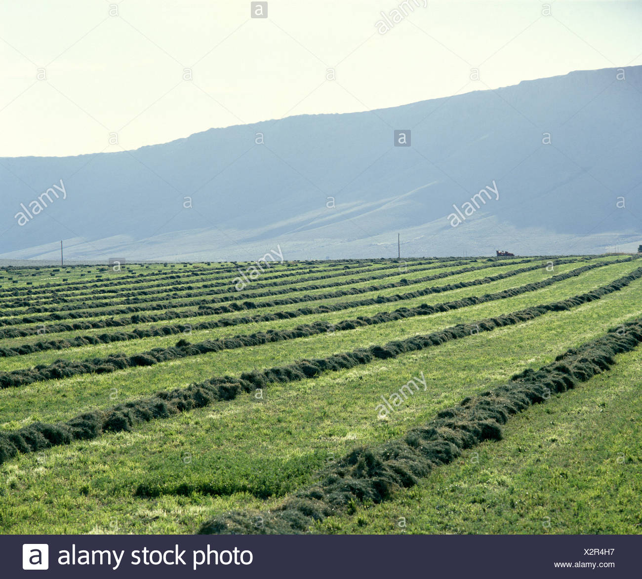 Grass Windrow High Resolution Stock Photography and Images - Alamy