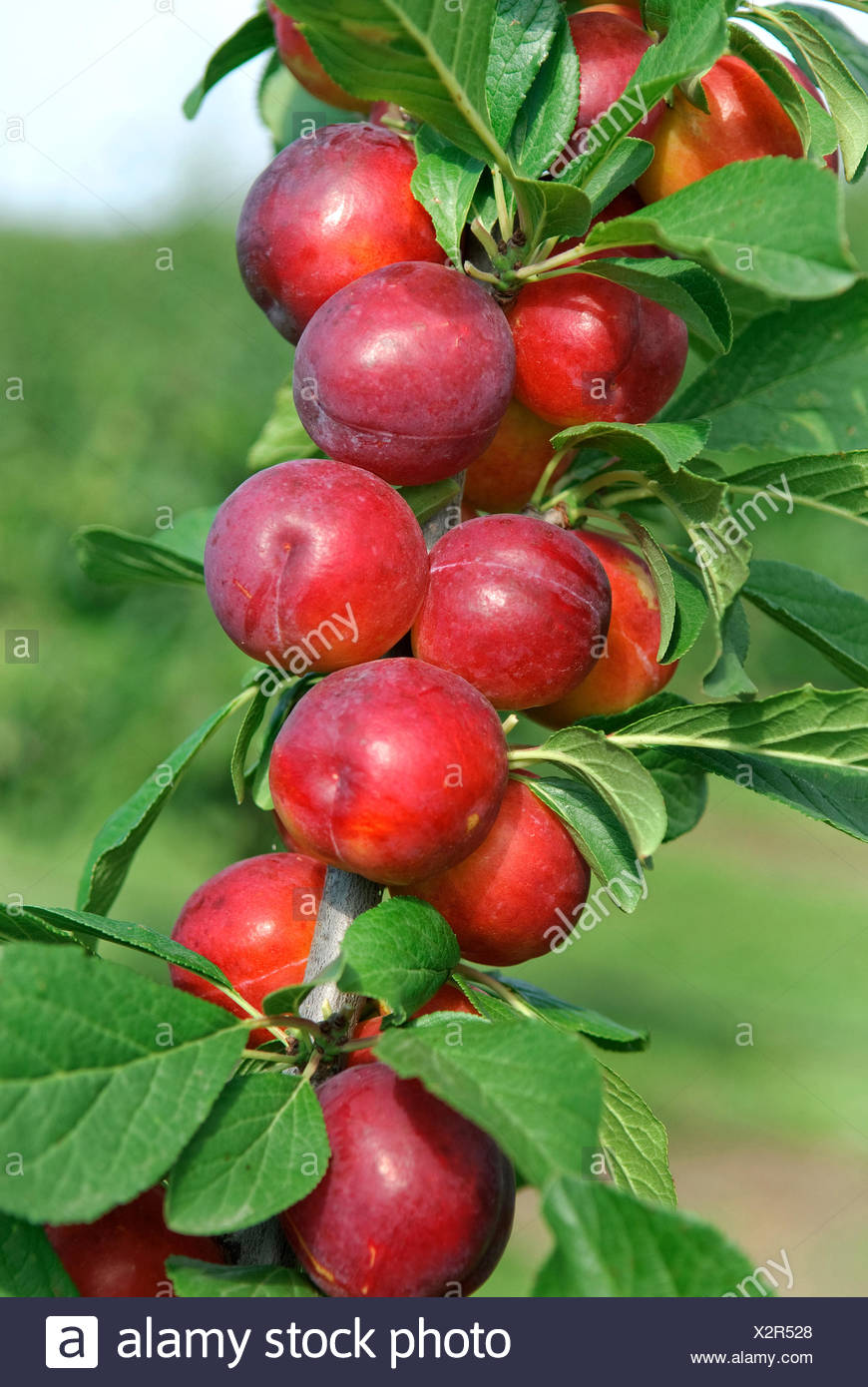 European Plum Prunus Domestica Stock Photos & European Plum Prunus ...