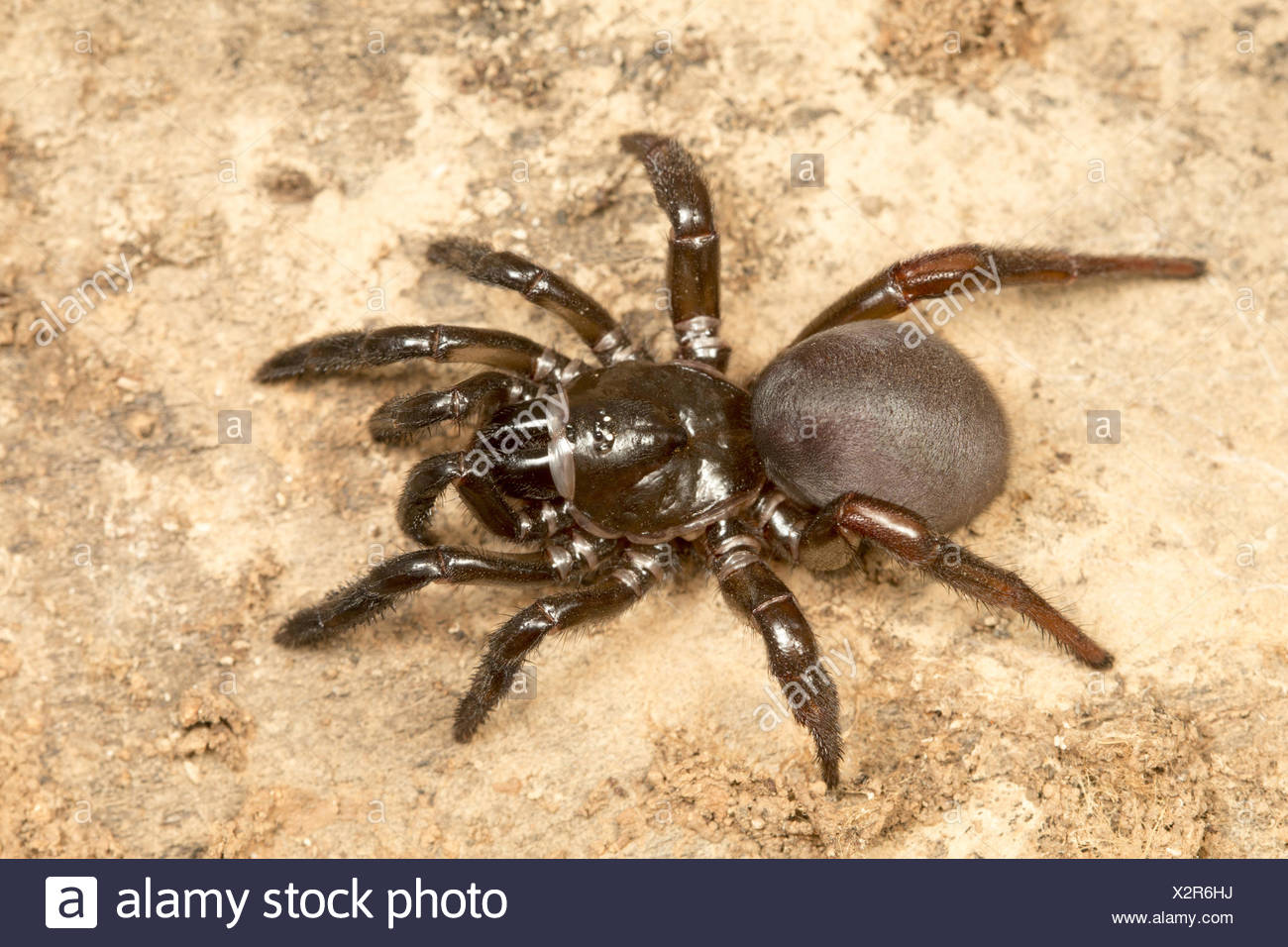 Trapdoor Spider Of Asia High Resolution Stock Photography and Images ...