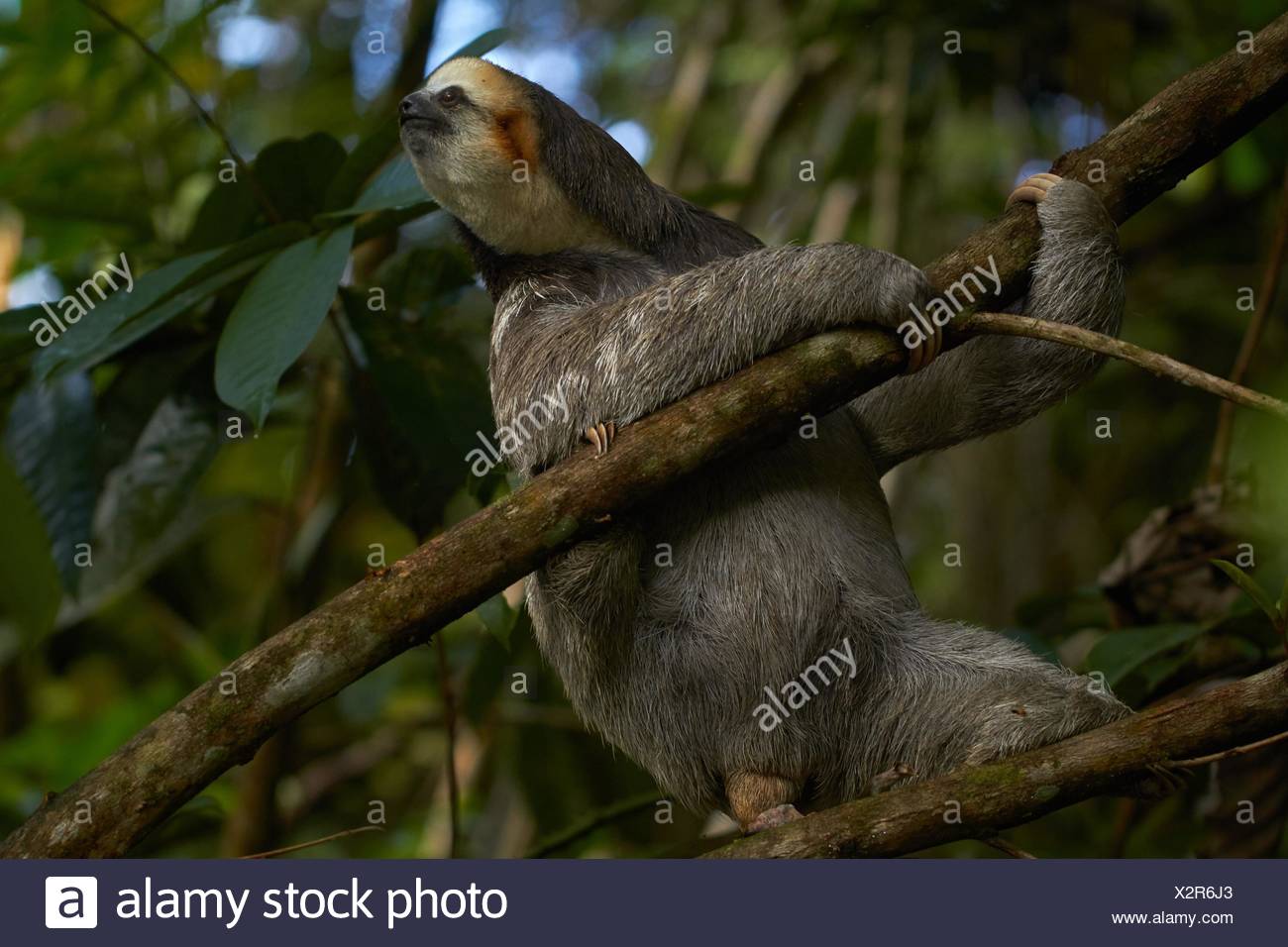 Pale Throated Sloth Bradypus Tridactylus Stock Photos & Pale Throated ...