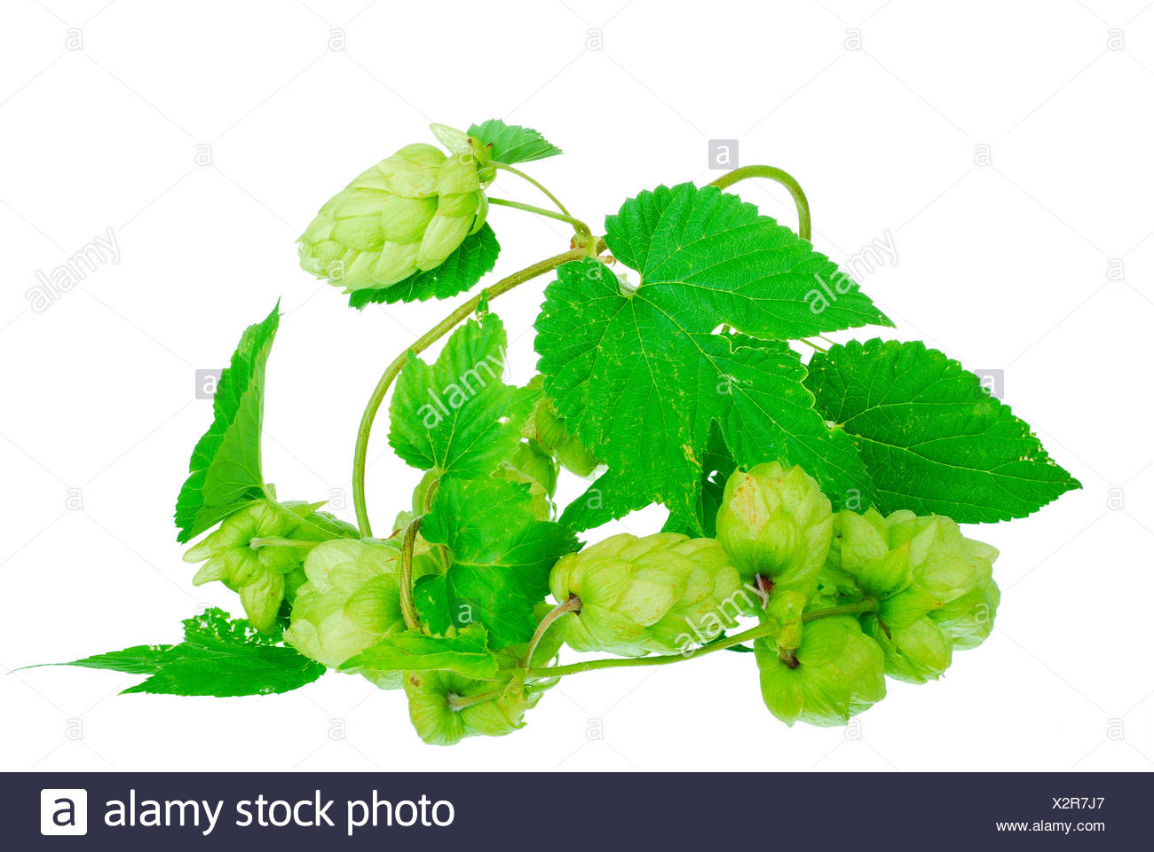 Aroma Hops High Resolution Stock Photography and Images - Alamy