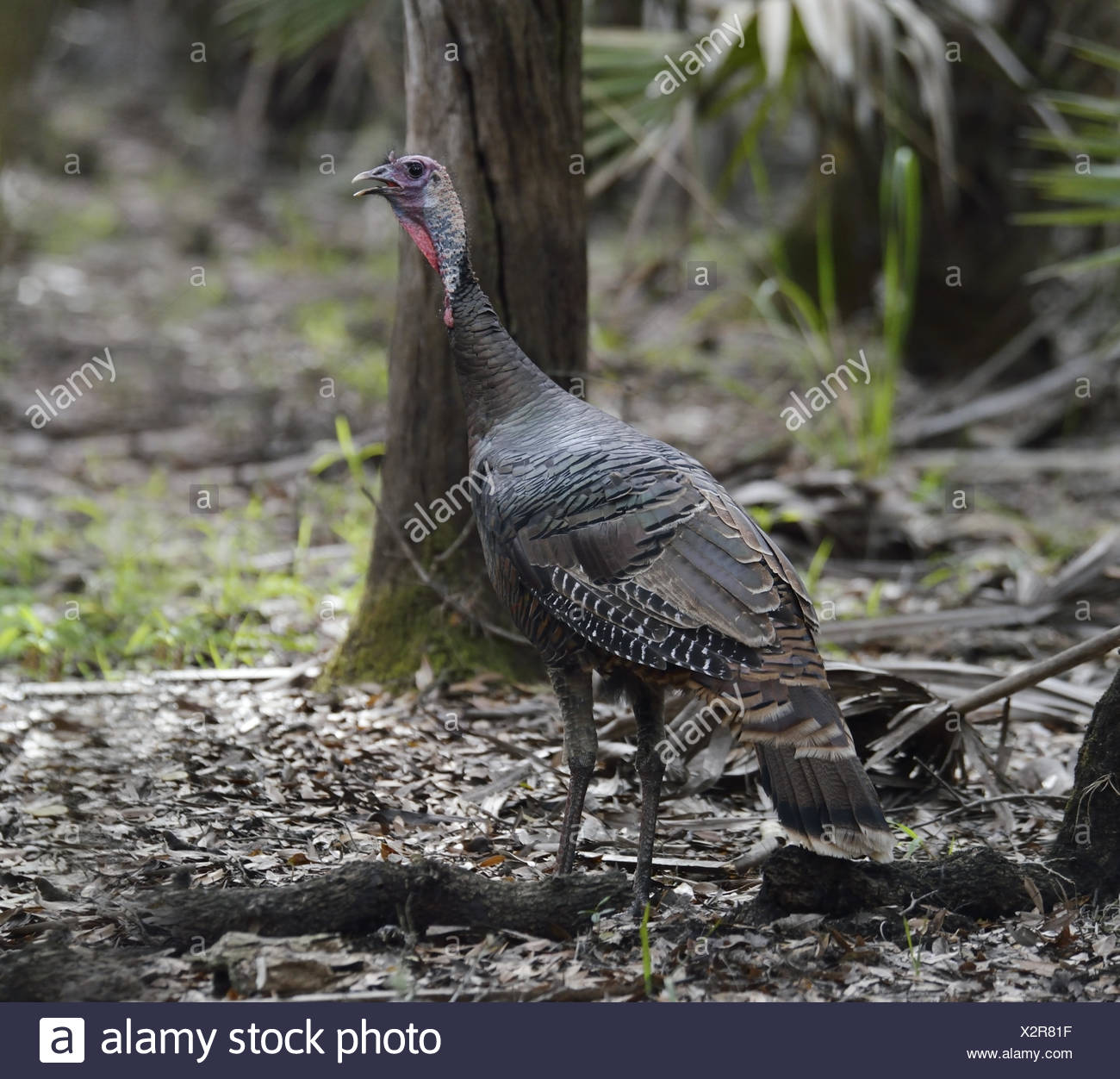 Wild Turkey Tree High Resolution Stock Photography and Images - Alamy