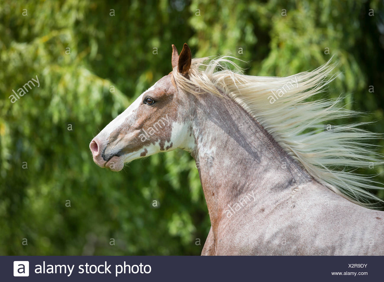 Missouri Fox Trotter Horse High Resolution Stock Photography and Images ...