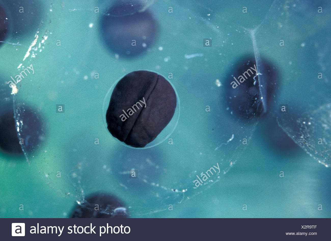 Animal Cell Division High Resolution Stock Photography and Images - Alamy