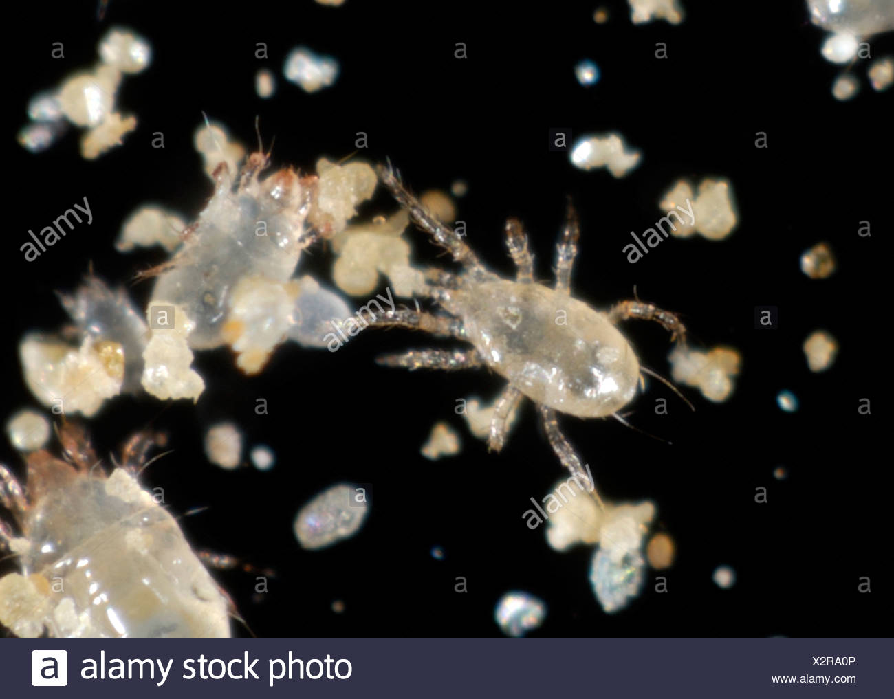 Acarus Siro High Resolution Stock Photography and Images - Alamy