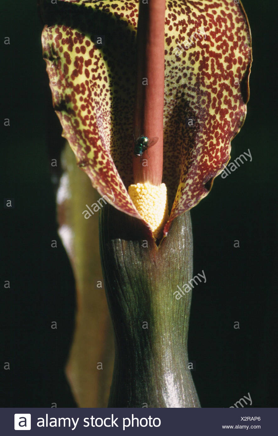 Stink Lily Plant Stock Photos & Stink Lily Plant Stock Images - Alamy