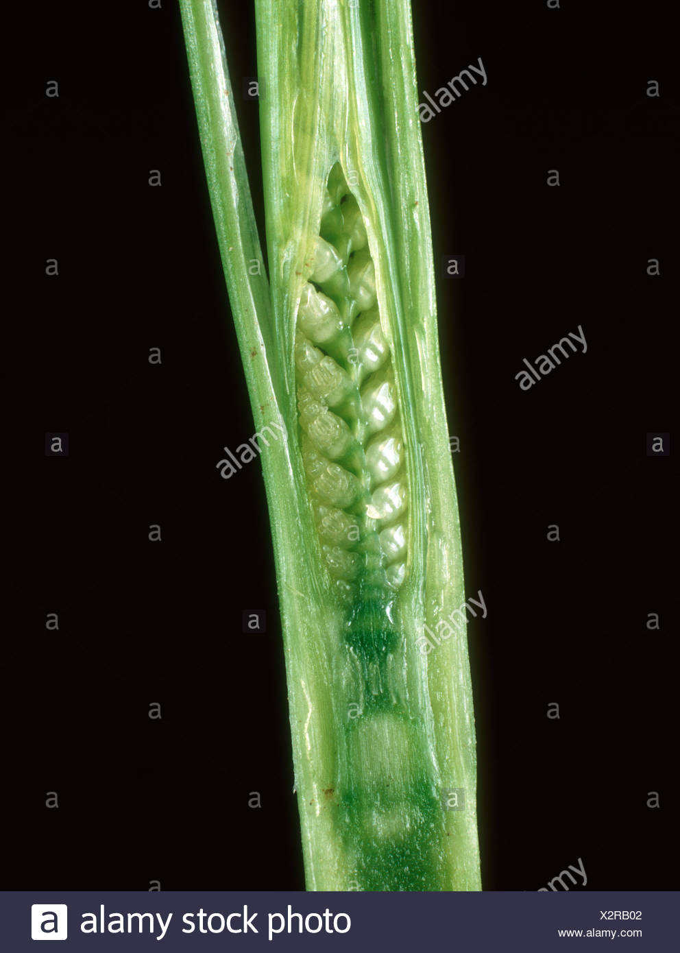 Plant Embryo High Resolution Stock Photography and Images - Alamy