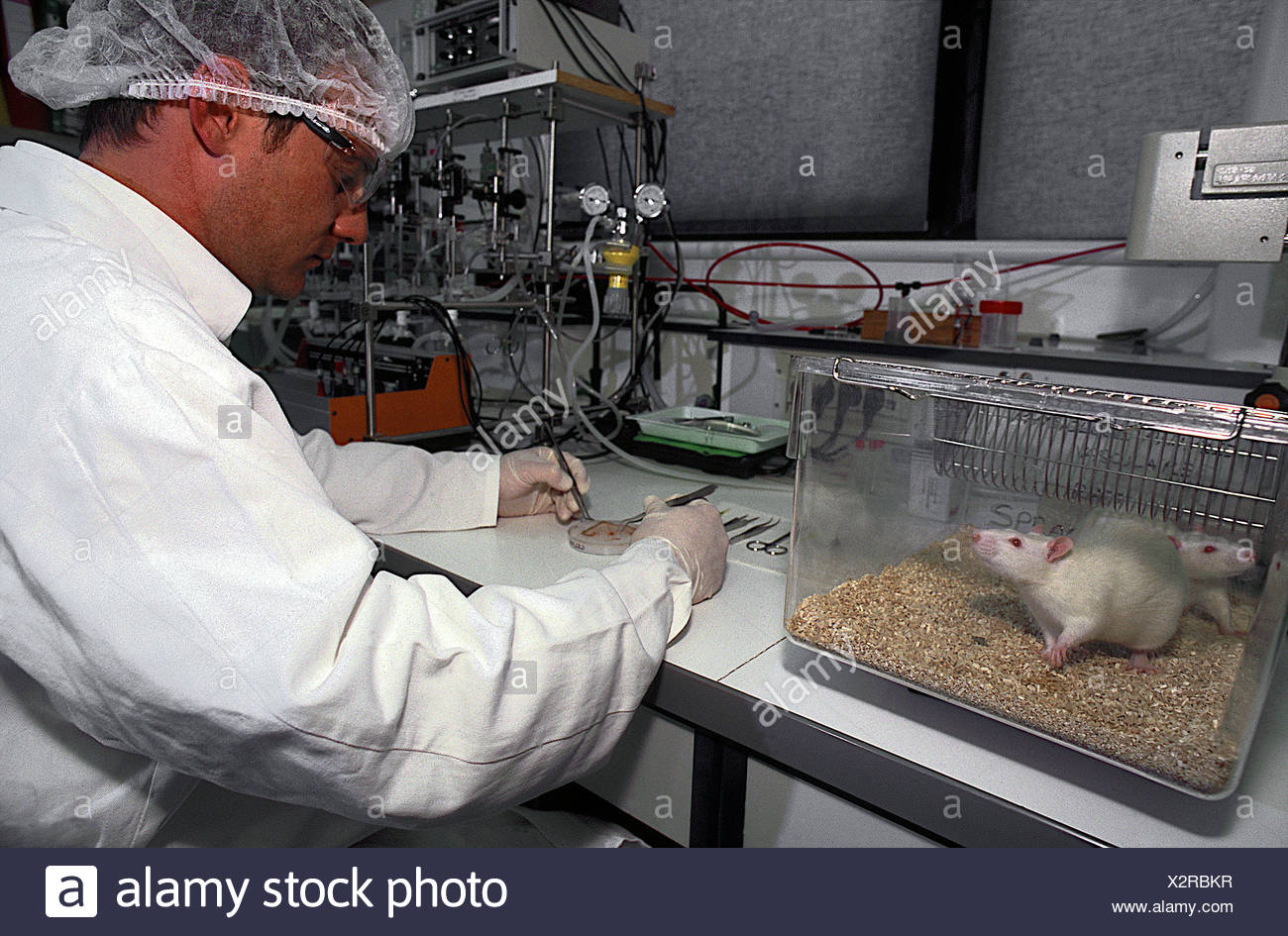 Experiment Rat Stock Photos & Experiment Rat Stock Images - Alamy