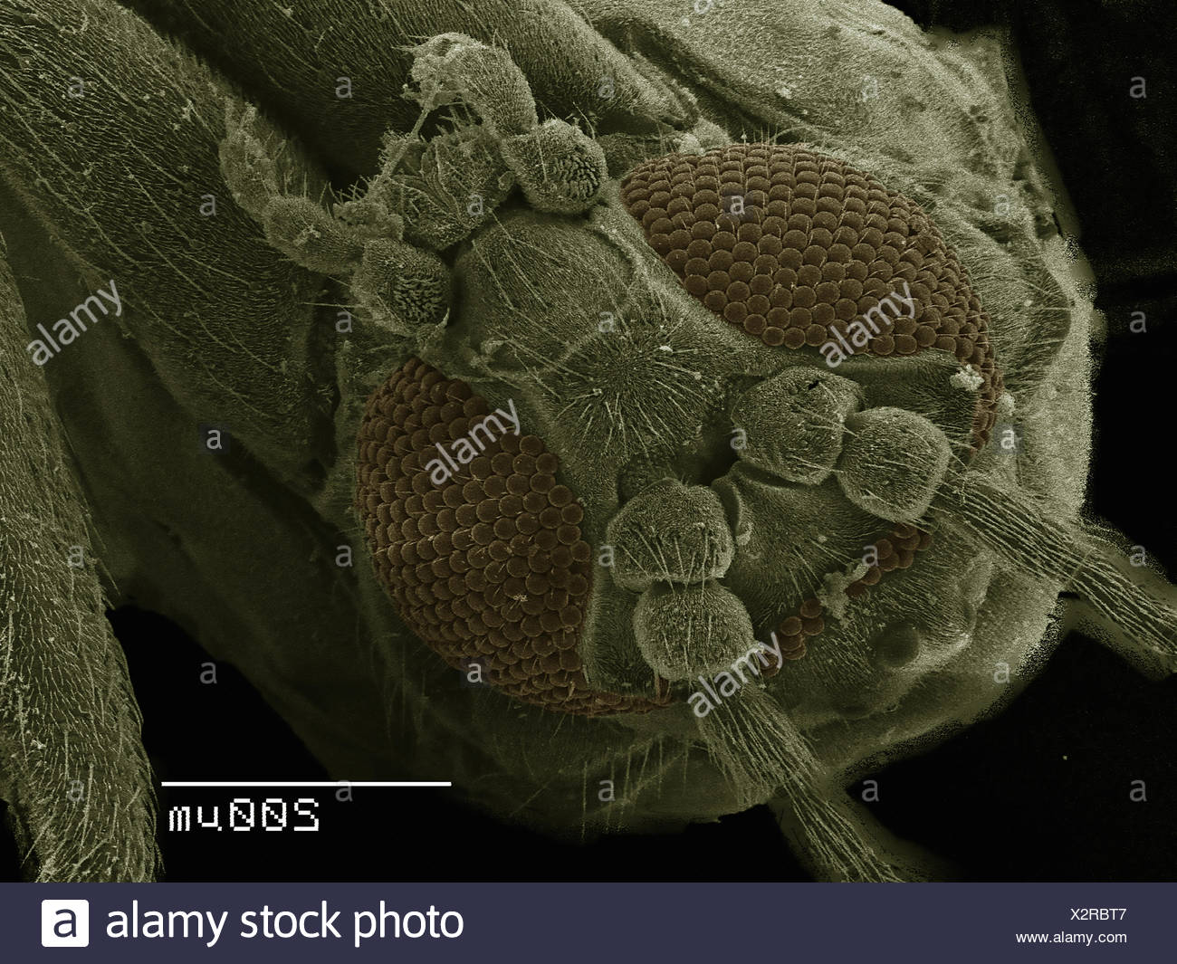 Black Gnat Stock Photos & Black Gnat Stock Images - Alamy