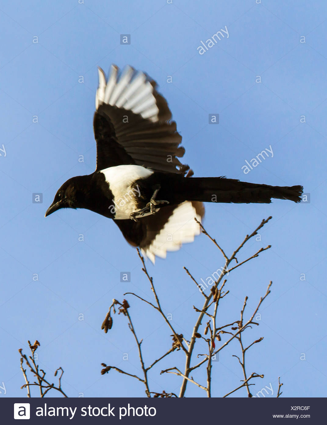 Magpies Flying High Resolution Stock Photography and Images - Alamy