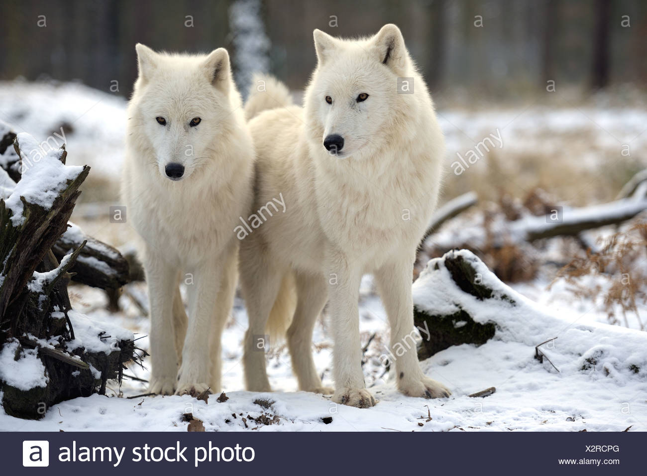 Arctic Wolves Canis Lupus Arctos In The Snow Stock Photos & Arctic ...