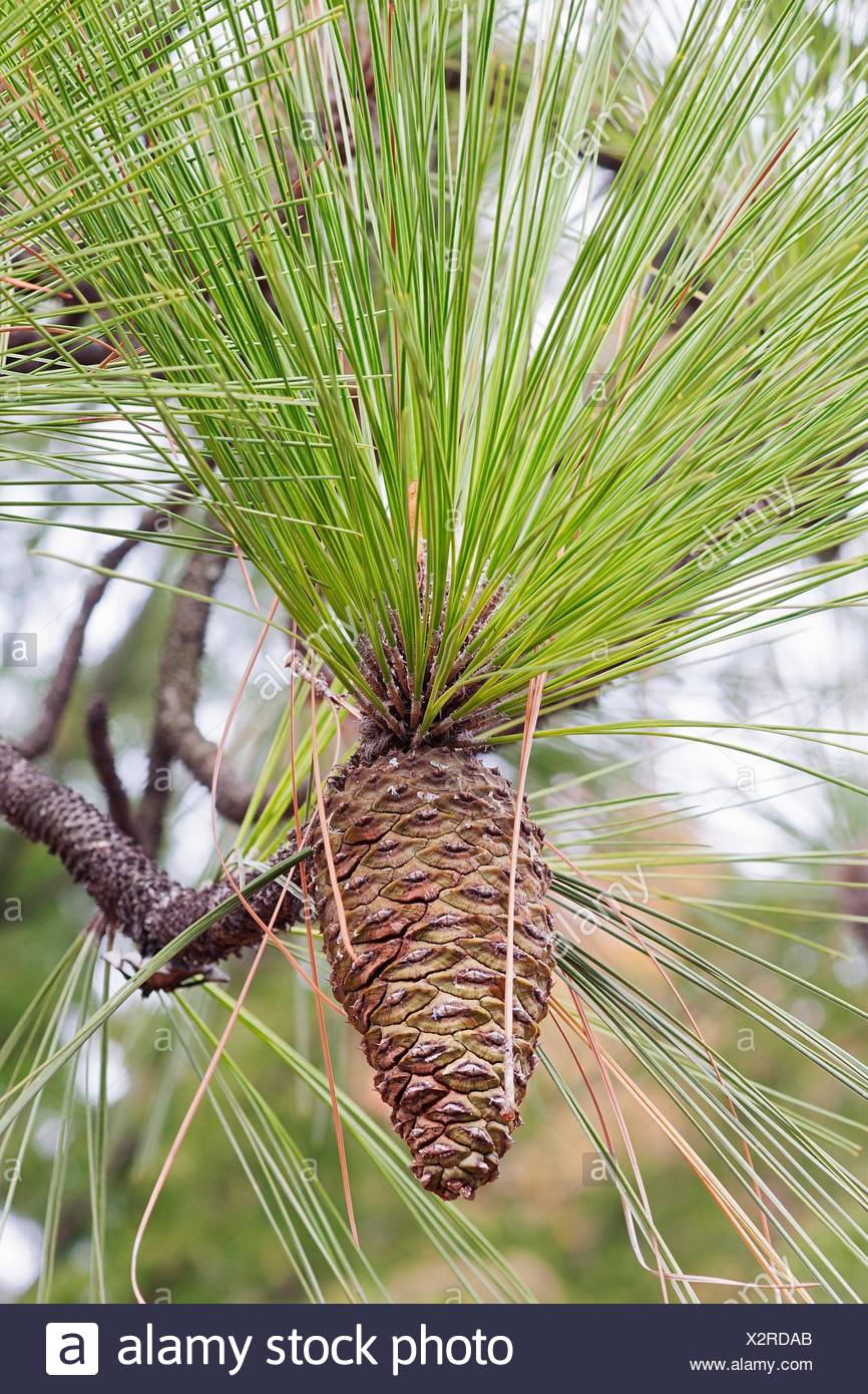 Longleaf Pine Tree High Resolution Stock Photography and Images - Alamy