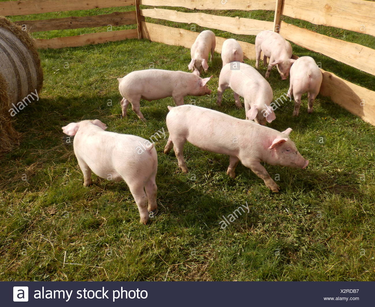 Litter Of Piglets Stock Photos & Litter Of Piglets Stock Images - Alamy