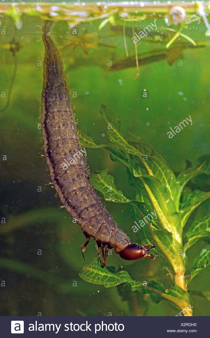 Great Diving Beetle And Its Larvae High Resolution Stock Photography ...