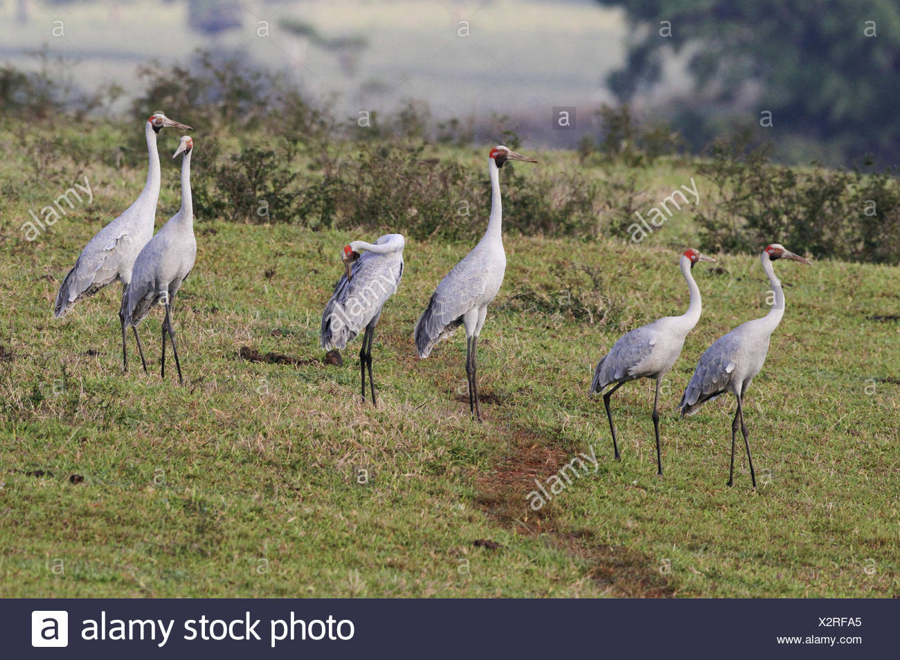 Brolga Australian Crane Grus Rubicunda High Resolution Stock ...