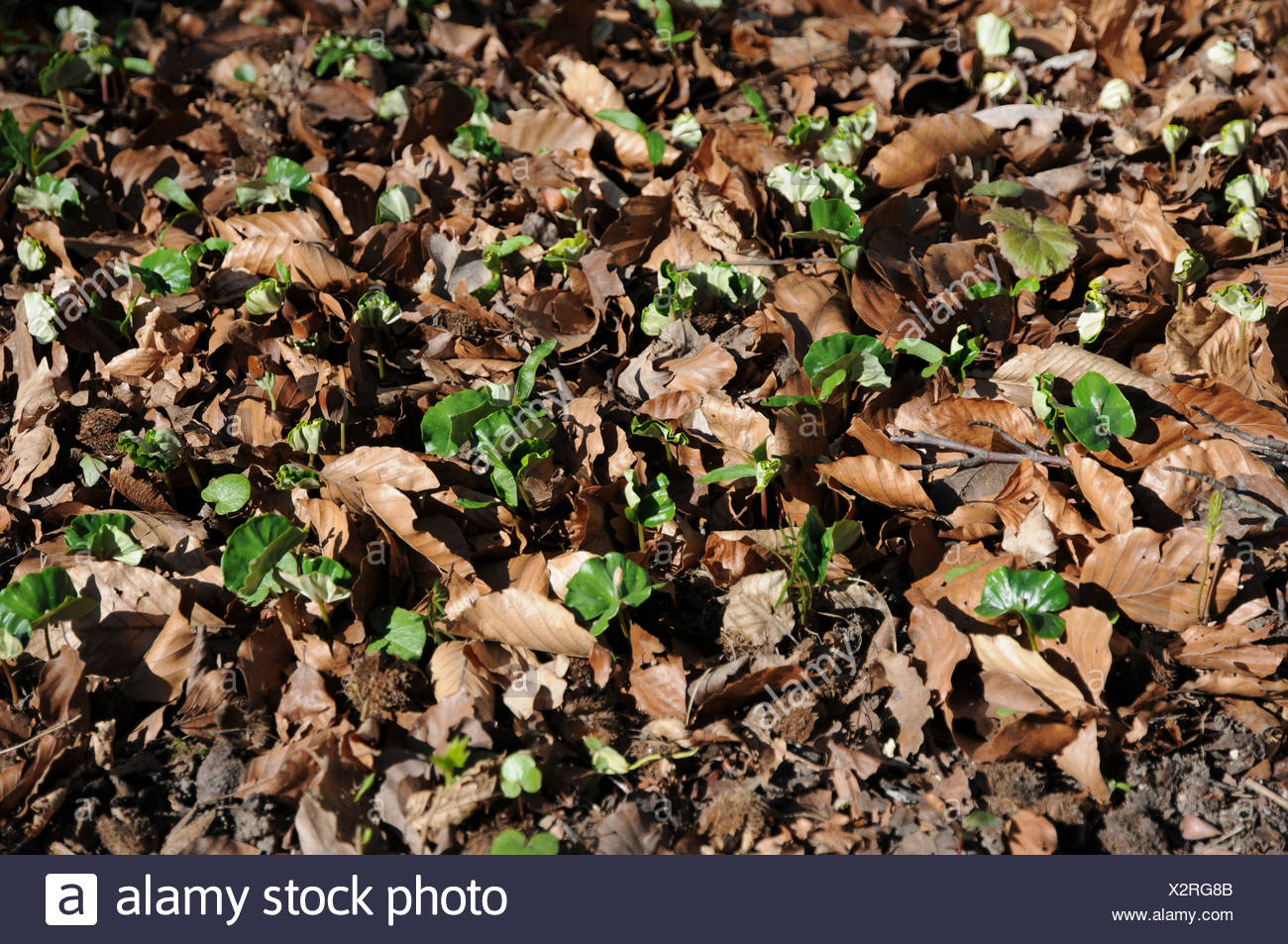 Beech Tree Seeds High Resolution Stock Photography and Images - Alamy