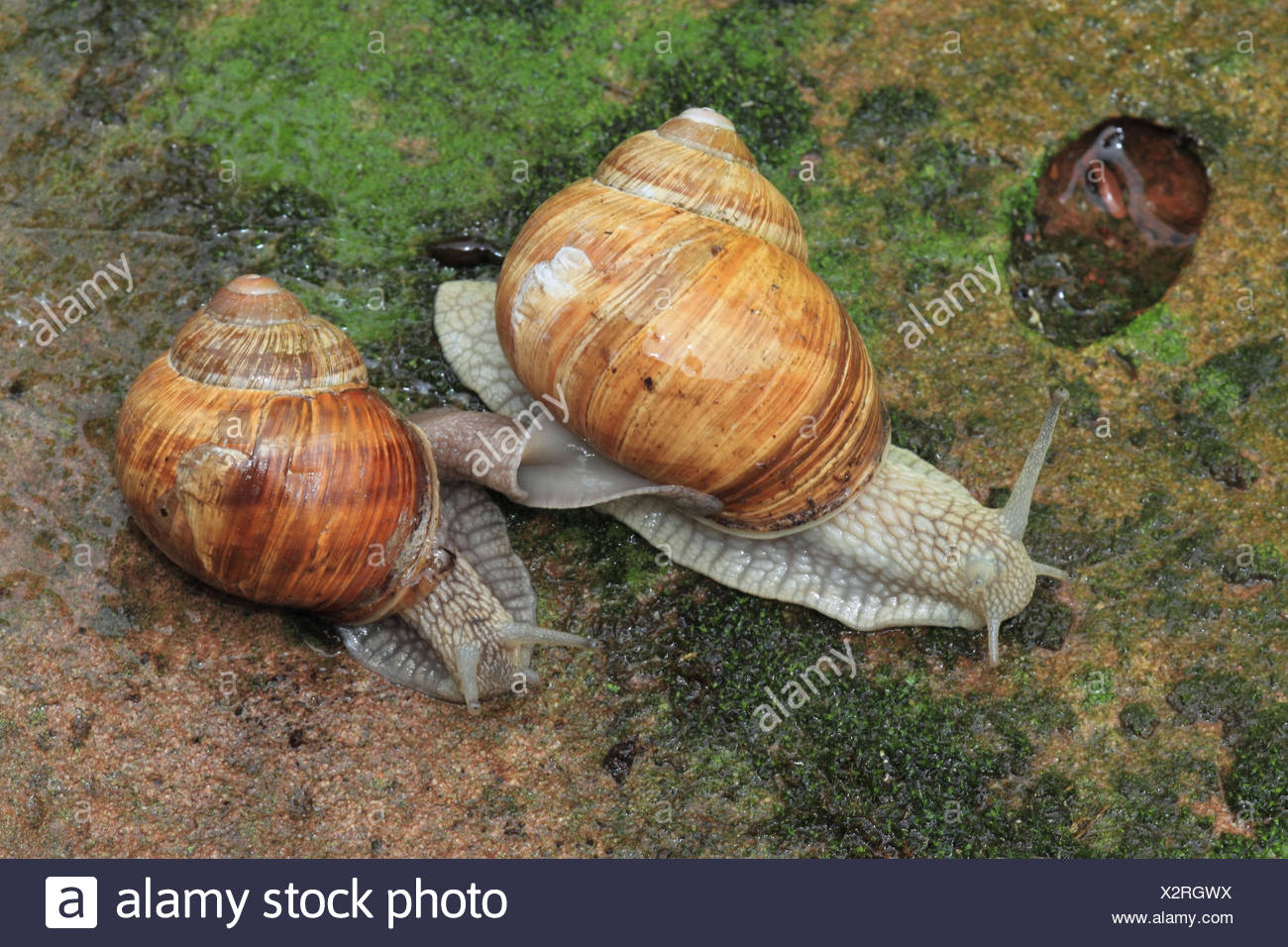 Edible Snails High Resolution Stock Photography and Images - Alamy