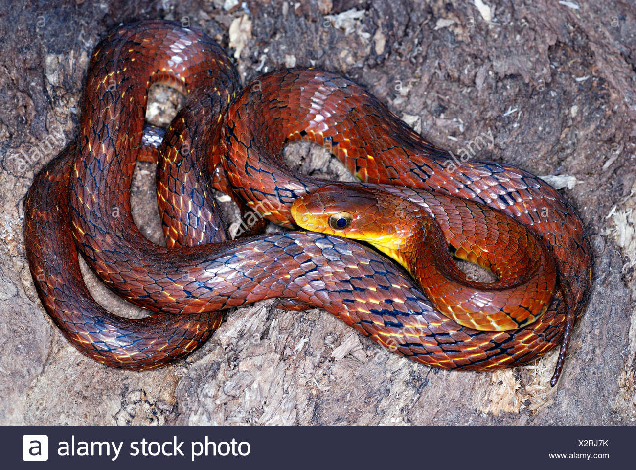 False Water Cobra Hydrodynastes Gigas High Resolution Stock Photography ...