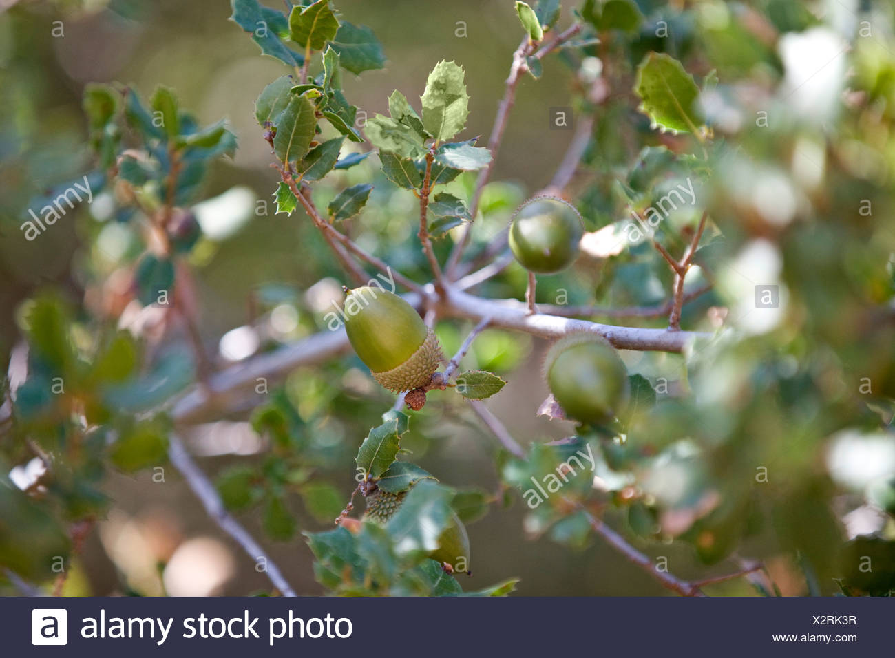 Acorns Growing On Oak Tree High Resolution Stock Photography and Images ...