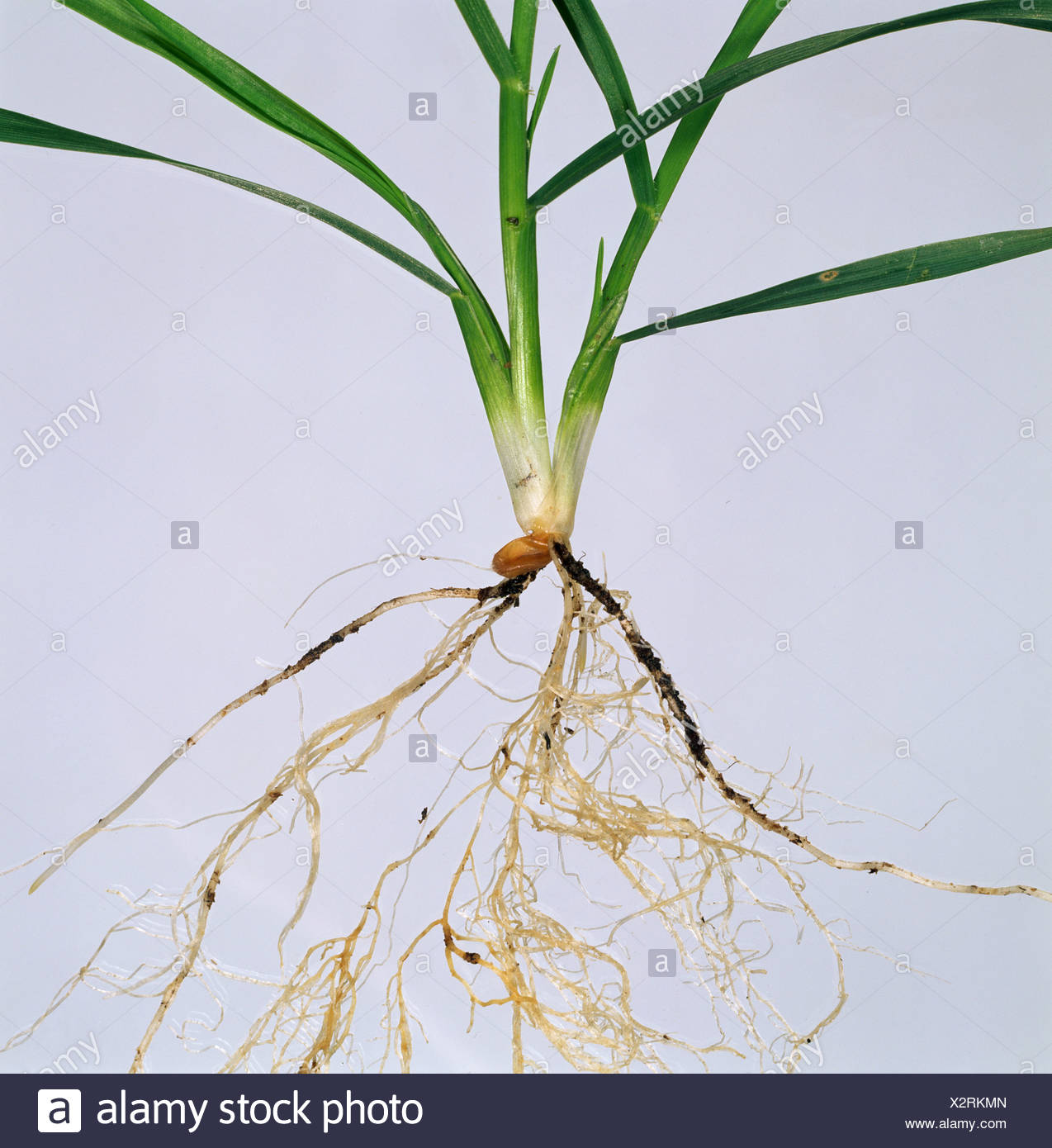 Wheat Plant Roots High Resolution Stock Photography and Images - Alamy