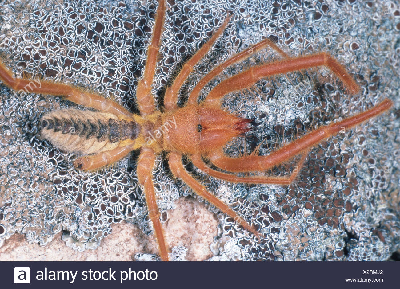 Solpugid High Resolution Stock Photography and Images - Alamy