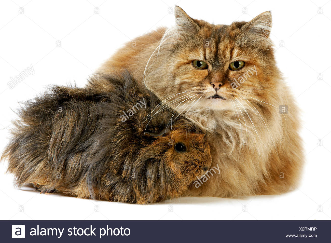 Female Tortoiseshell Persian Domestic Cat With Long Hair Guinea Pig ...