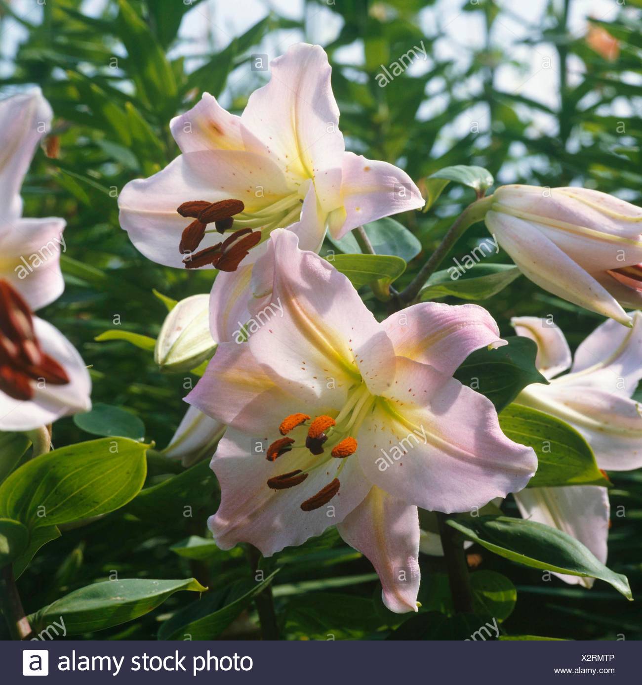 Lilium Hybrid High Resolution Stock Photography and Images - Alamy