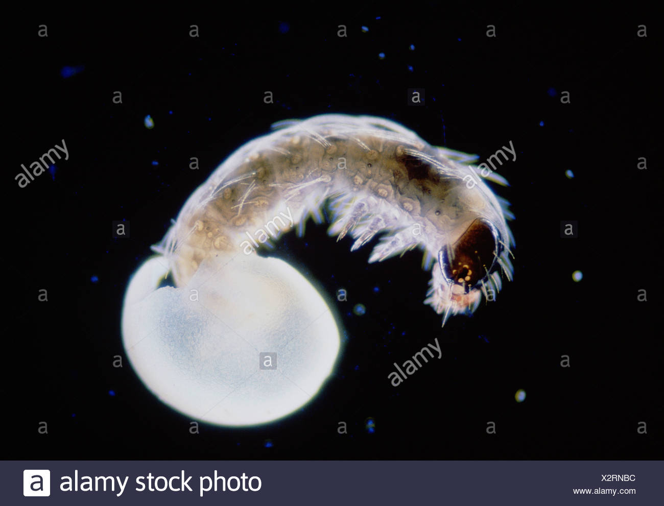 Silk Worm Lifecycle High Resolution Stock Photography and Images - Alamy