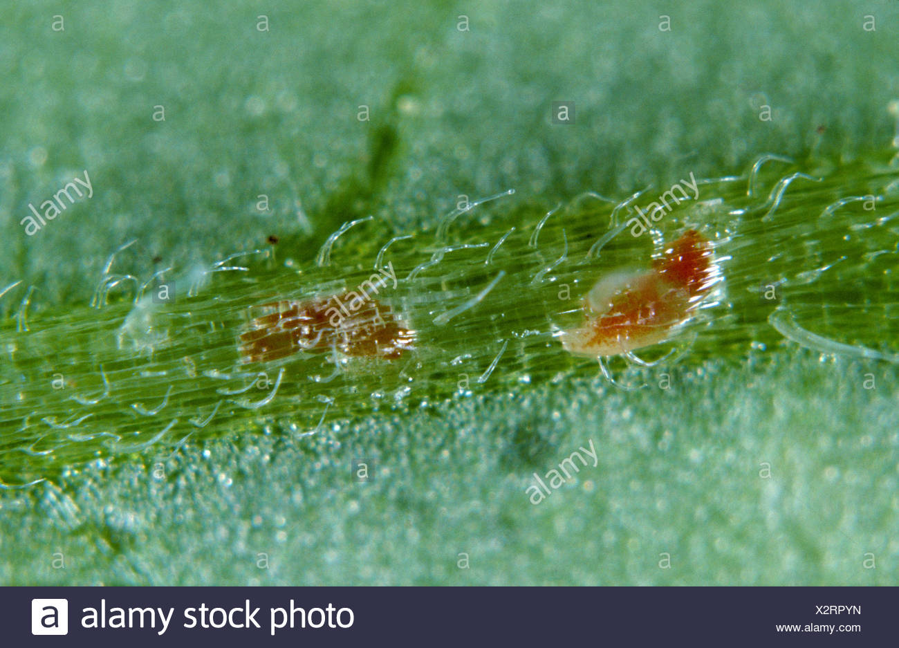 Parasitoid Wasp Eggs High Resolution Stock Photography and Images - Alamy