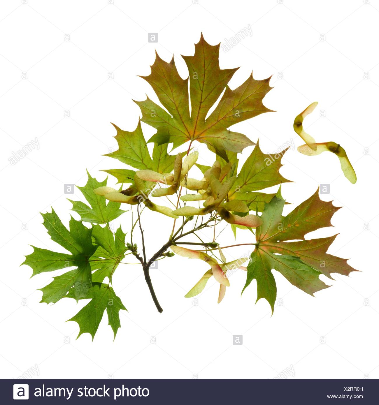 Sycamore Leaves High Resolution Stock Photography and Images - Alamy