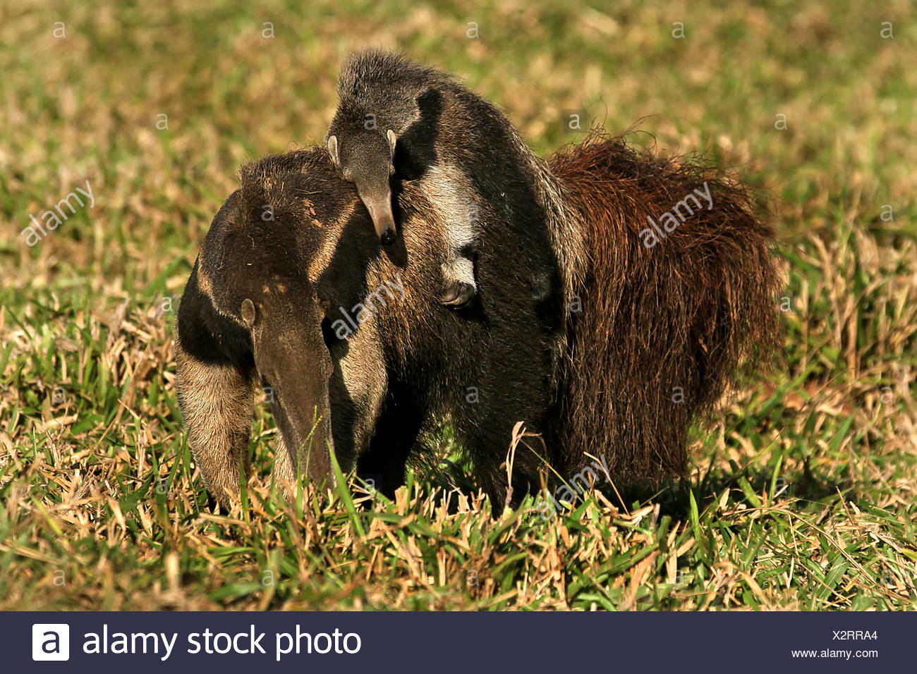 Xenarthrans High Resolution Stock Photography and Images - Alamy