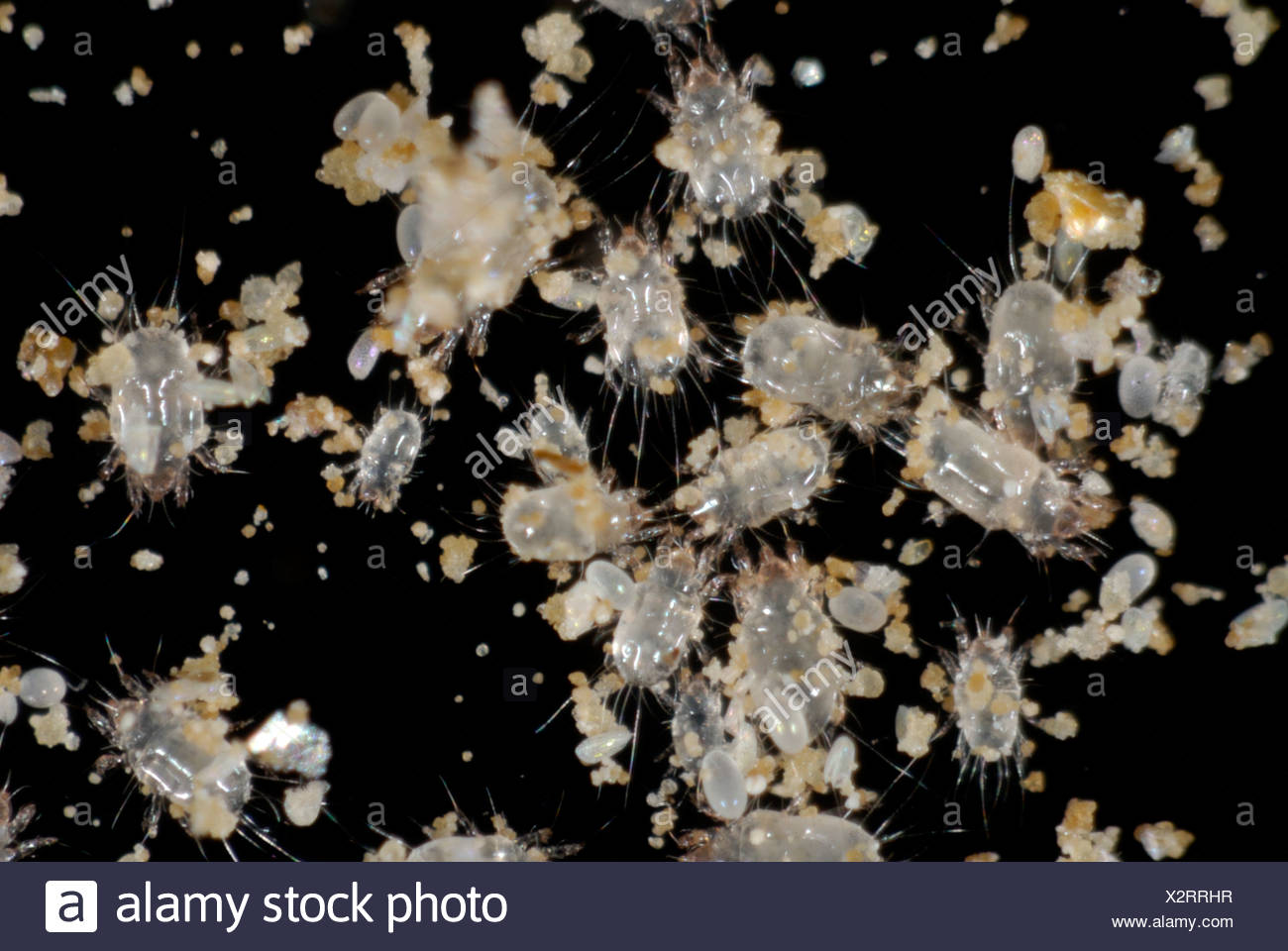 Tyrophagus Stock Photos & Tyrophagus Stock Images - Alamy