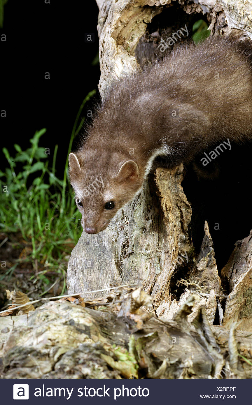 On Prey Stone Marten High Resolution Stock Photography and Images - Alamy