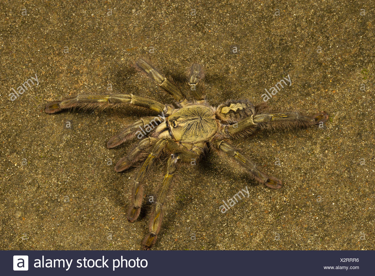 Reddish Parachute Spider High Resolution Stock Photography and Images ...