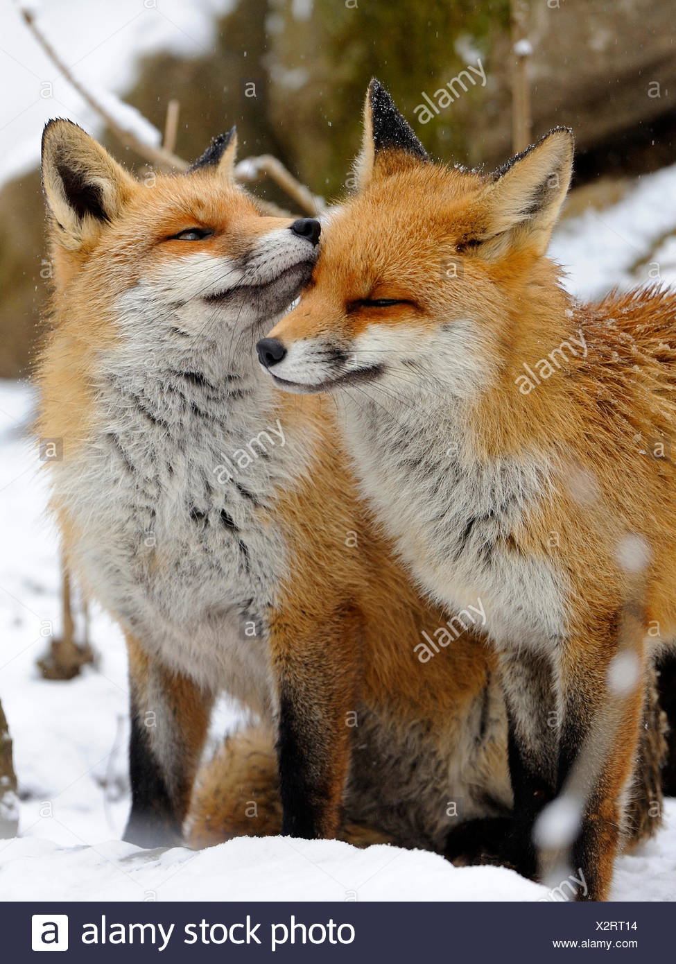 Fox Standing High Resolution Stock Photography and Images - Alamy