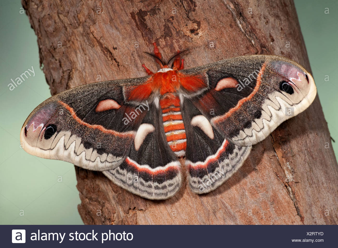 Moth With Open Wings High Resolution Stock Photography and Images - Alamy