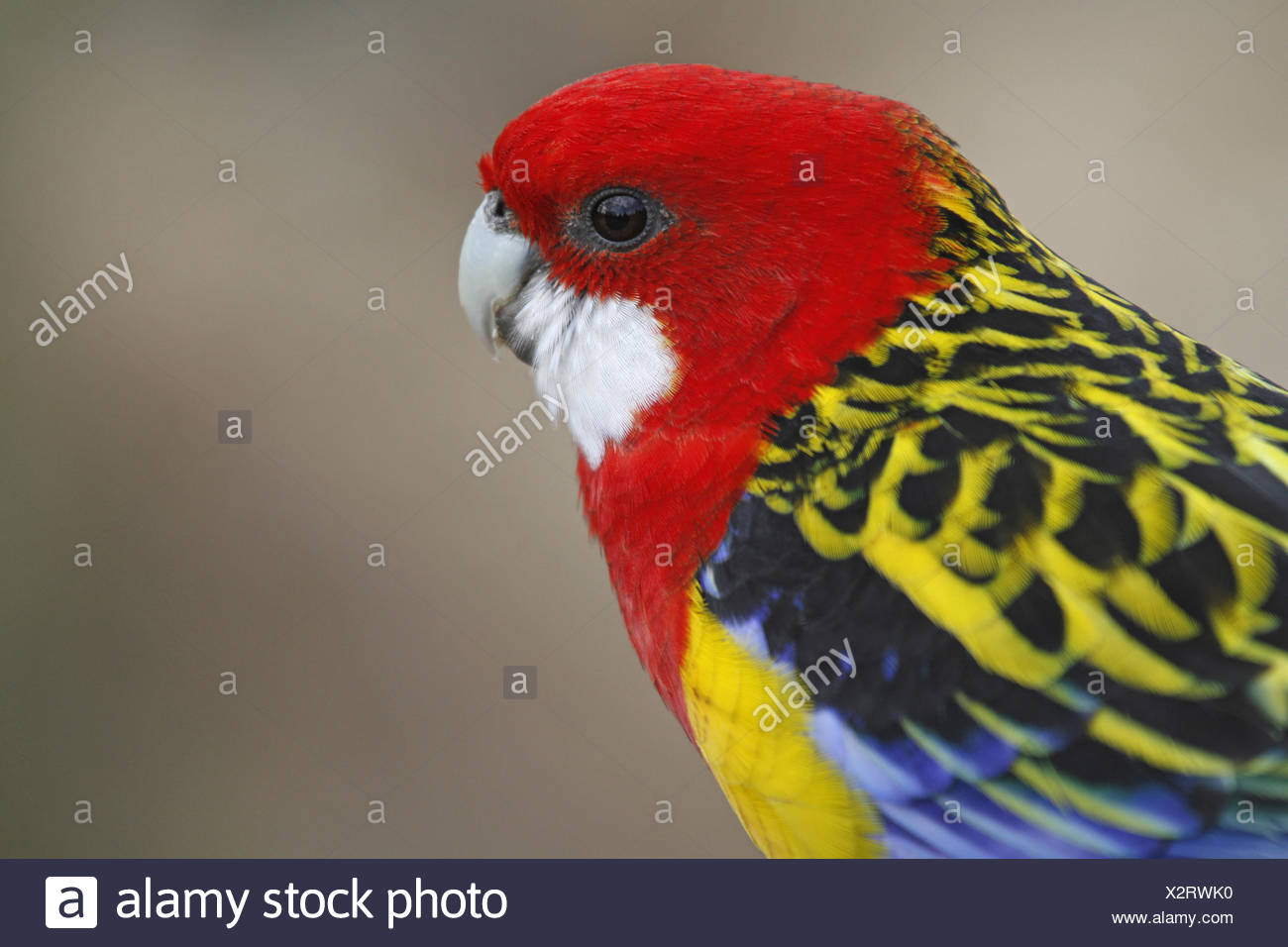 Rosellasittich Stock Photos & Rosellasittich Stock Images - Alamy