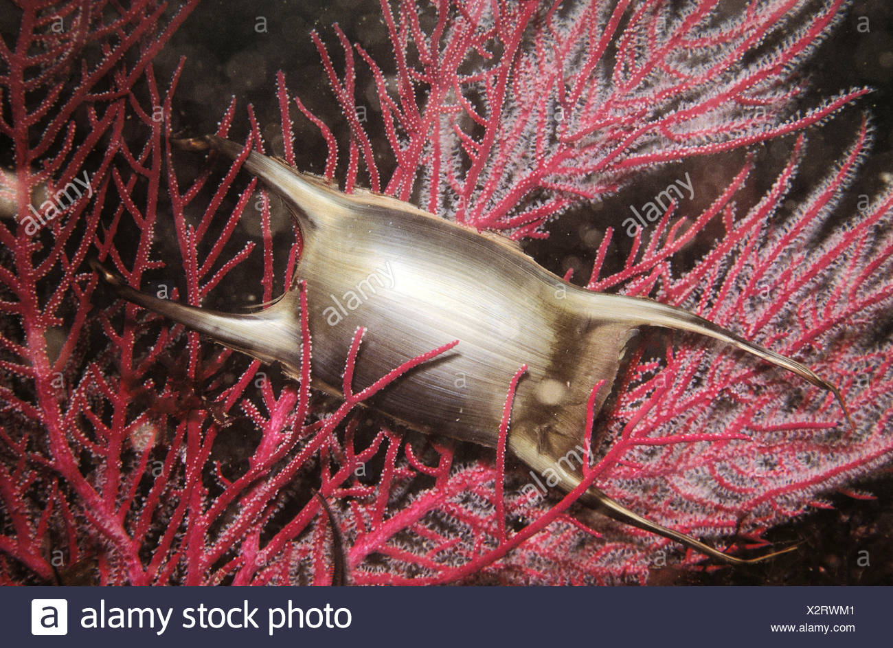Ray Egg Case High Resolution Stock Photography and Images - Alamy