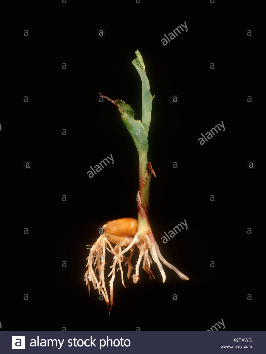 Pythium High Resolution Stock Photography and Images - Alamy