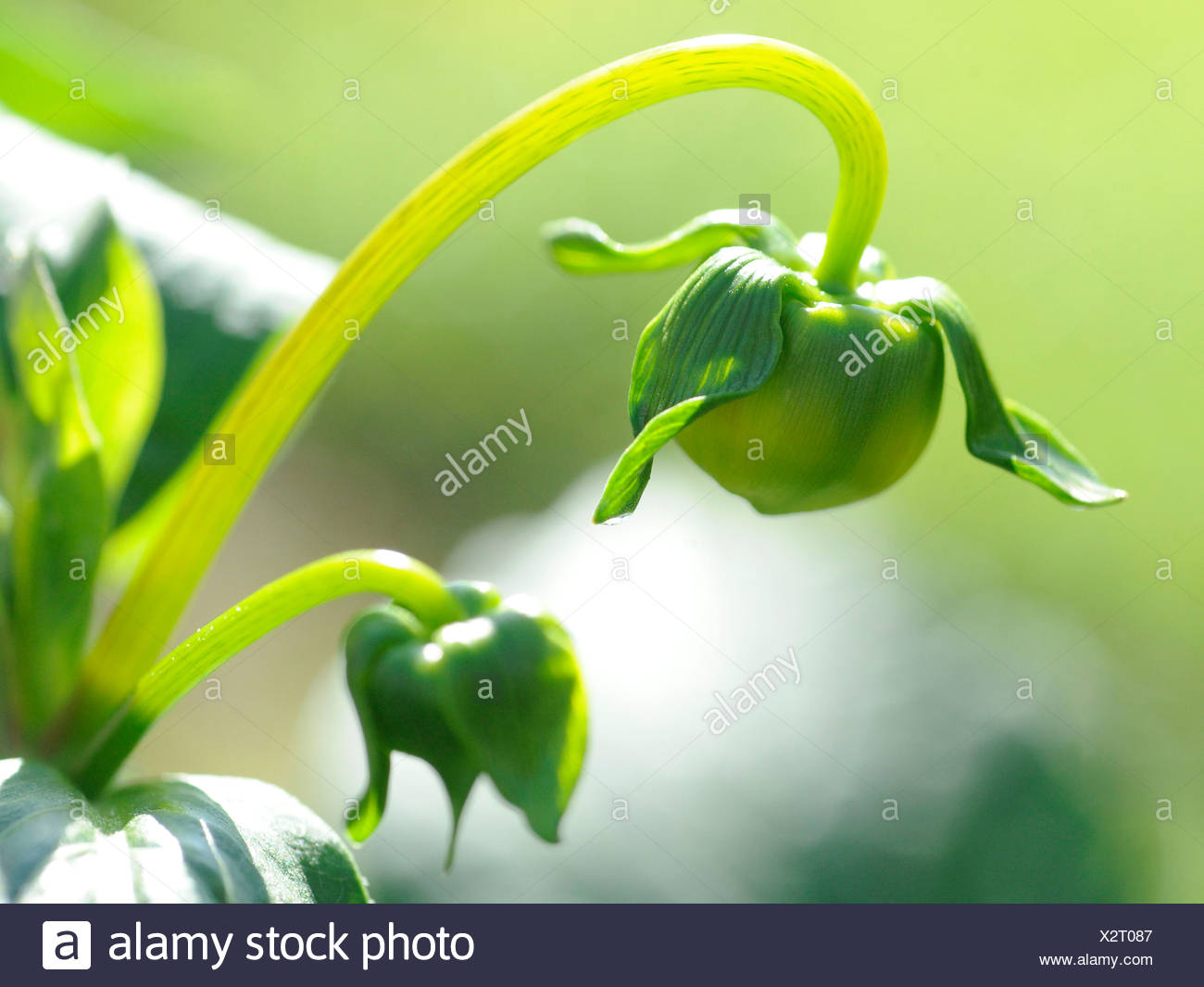 Shoots Of A Plant High Resolution Stock Photography and Images - Alamy