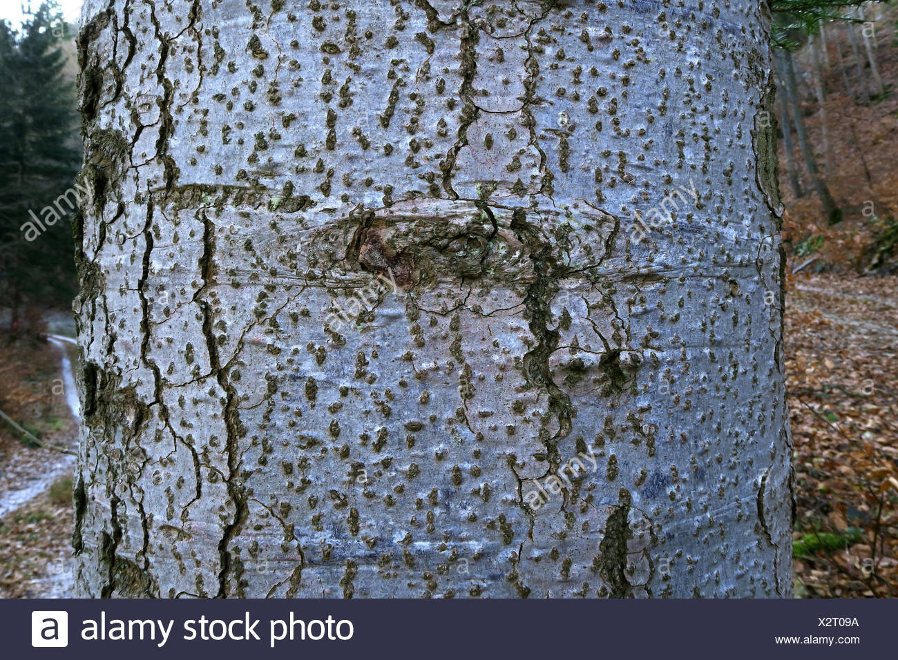 Fir Bark Stock Photos & Fir Bark Stock Images - Alamy