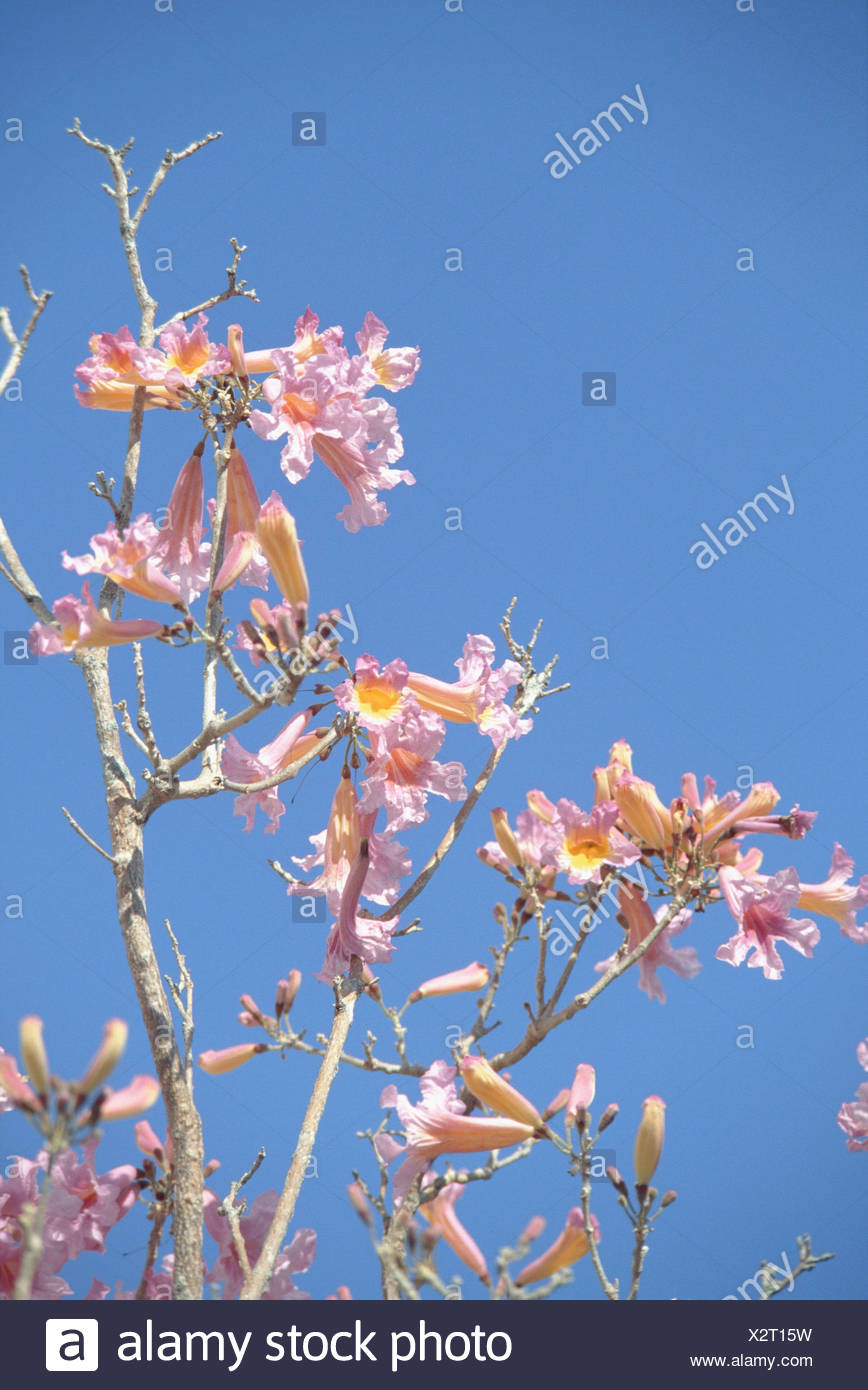 Tabebuia Pallida Stock Photos & Tabebuia Pallida Stock Images - Alamy