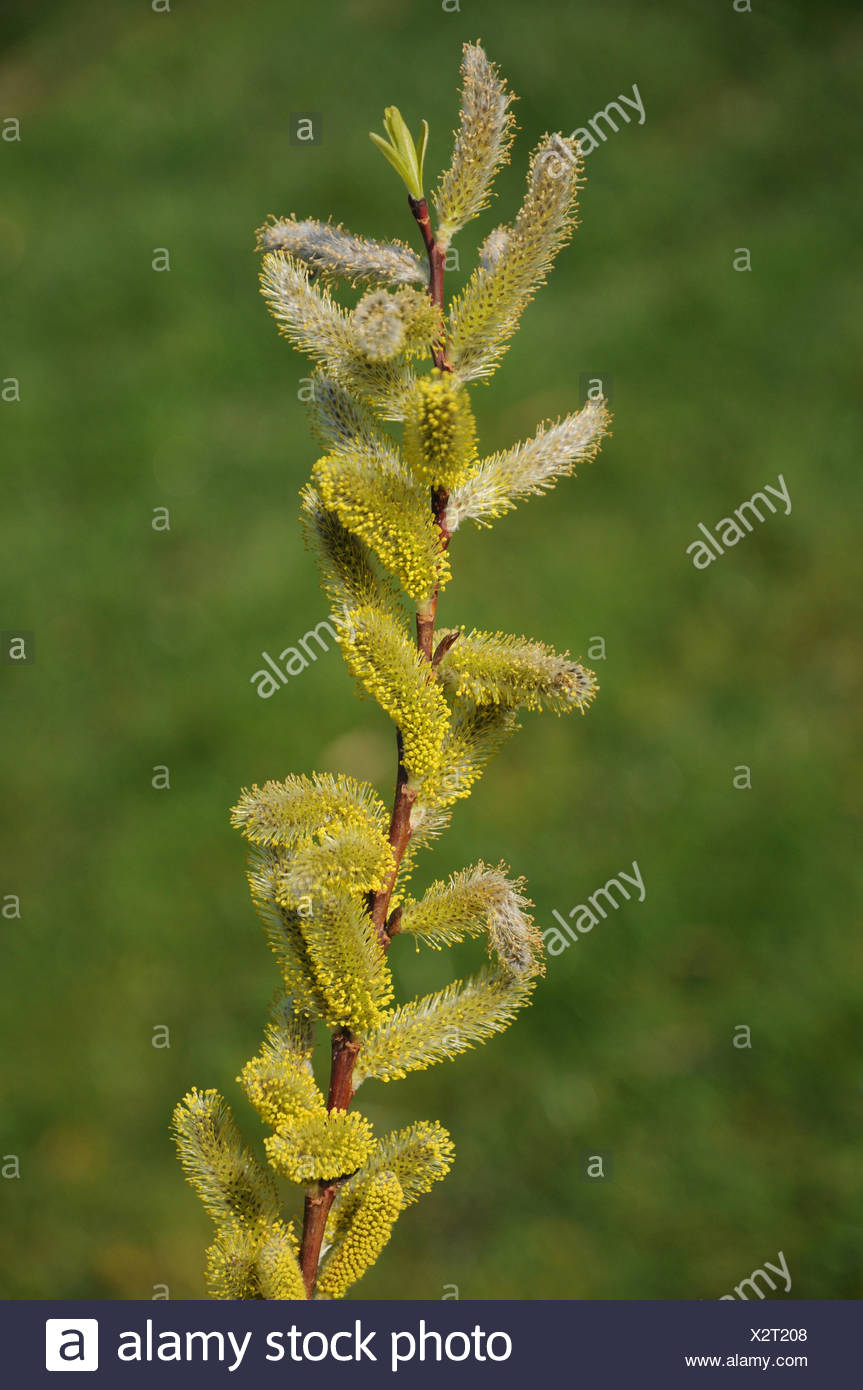 Sachalin High Resolution Stock Photography and Images - Alamy