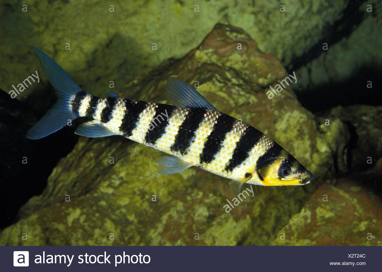 Anostomidae High Resolution Stock Photography and Images - Alamy