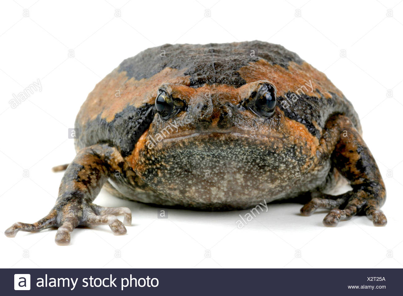 Asian Painted Frog High Resolution Stock Photography and Images - Alamy